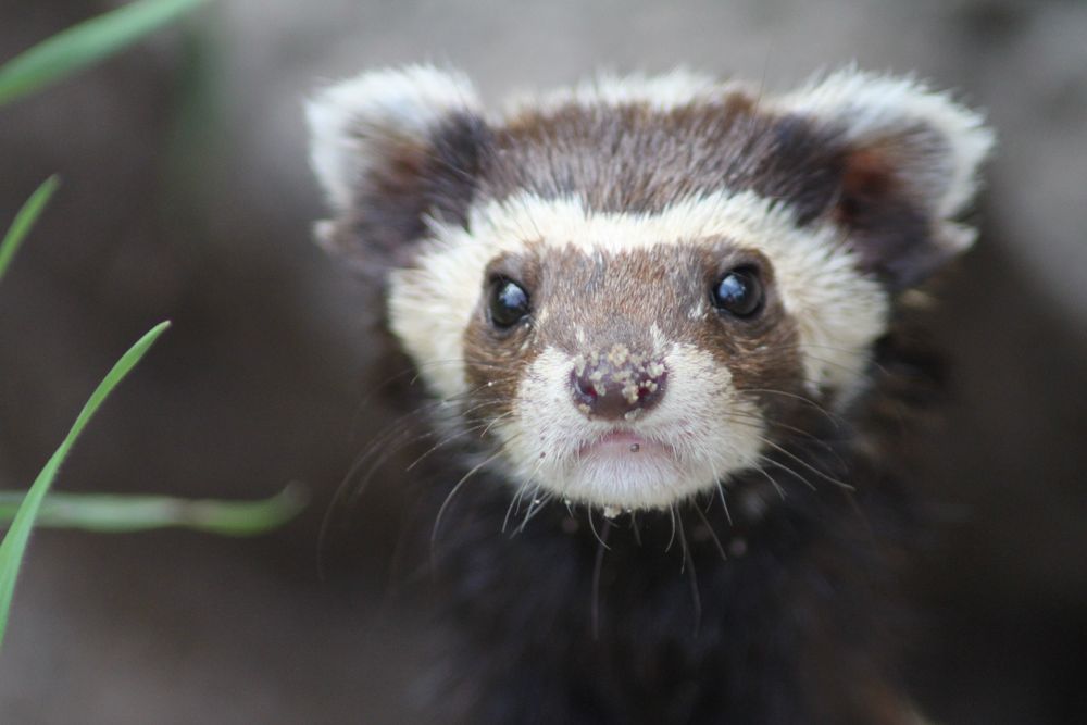 Tigeriltis im Magdeburger Zoo Foto & Bild | tiere, zoo, wildpark ...