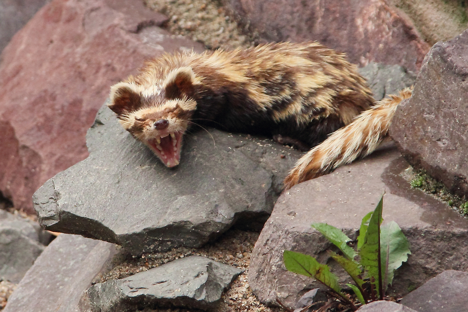 Tigeriltis VI Foto & Bild | tiere, zoo, wildpark & falknerei ...