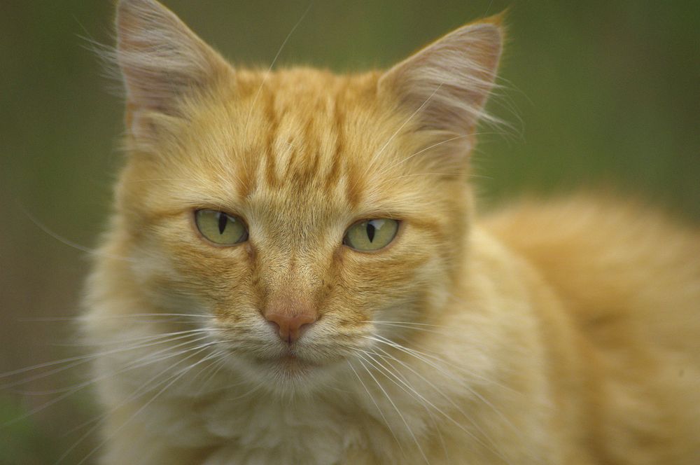 Tigerkatze Foto & Bild | tiere, haustiere, katzen Bilder auf fotocommunity