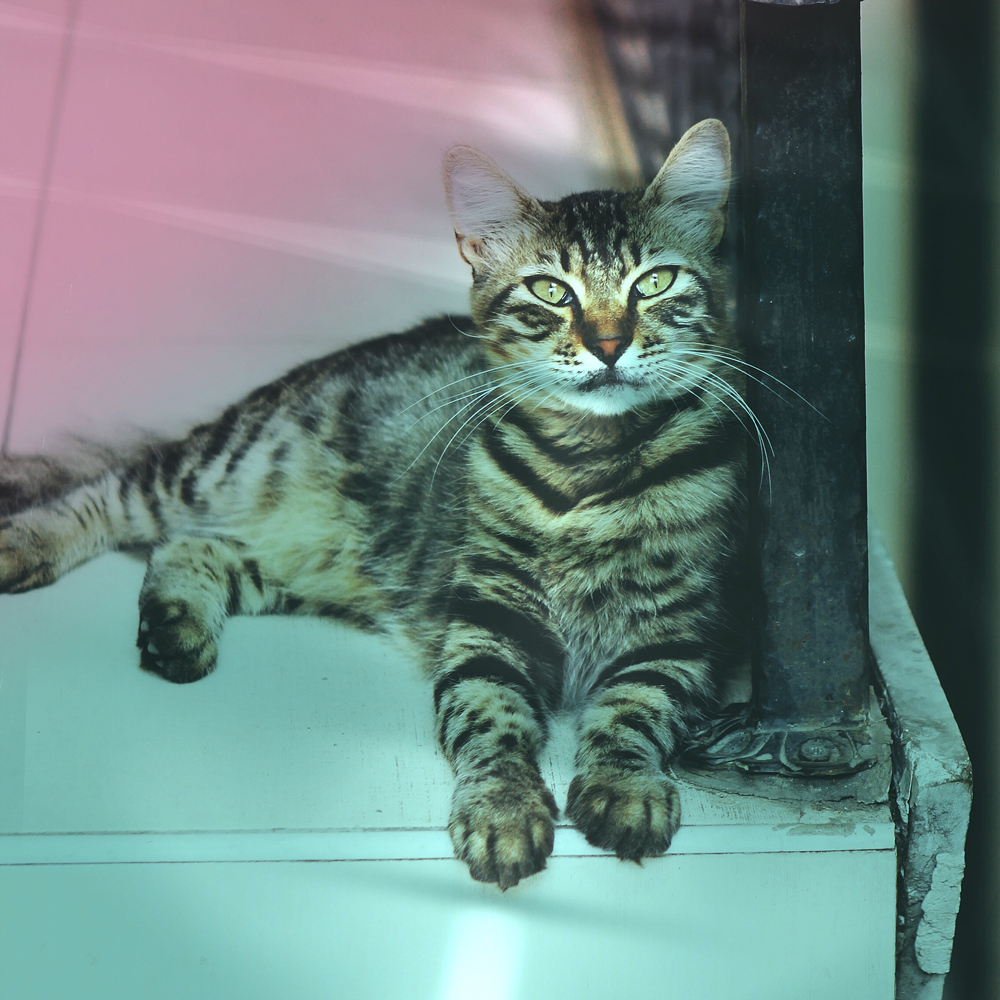 Tigerkatze Foto & Bild | natur, farbe, katze Bilder auf fotocommunity