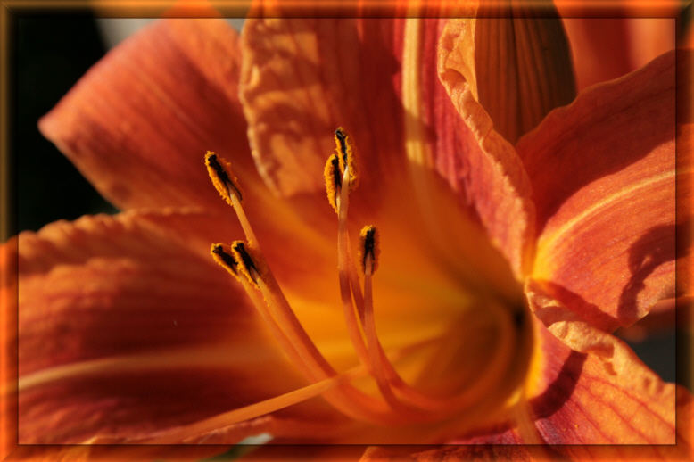 Tigerlilie Foto & Bild | natur, pflanzen, youth Bilder auf fotocommunity