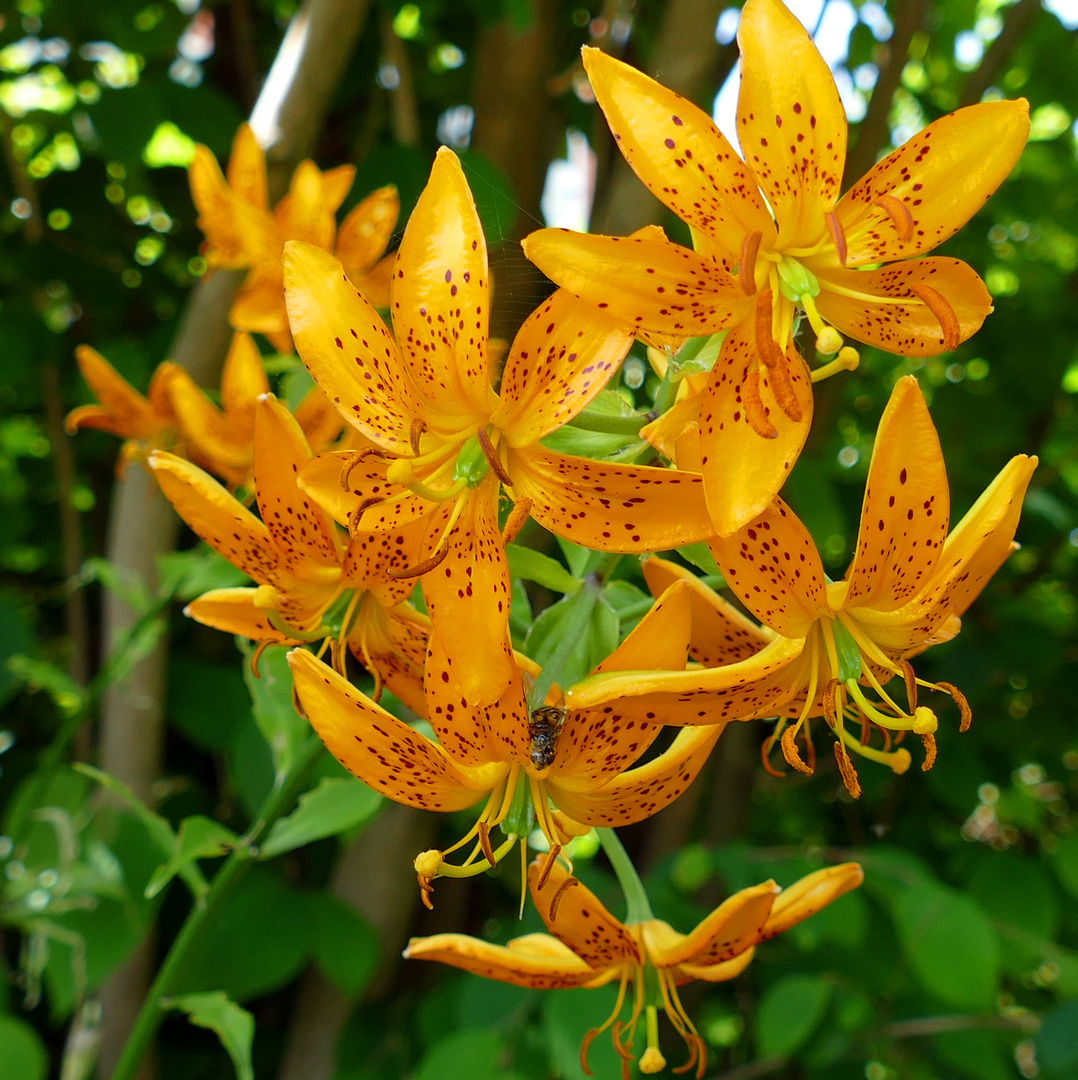Tigerlilie Foto & Bild | pflanzen, pilze & flechten, blüten ...