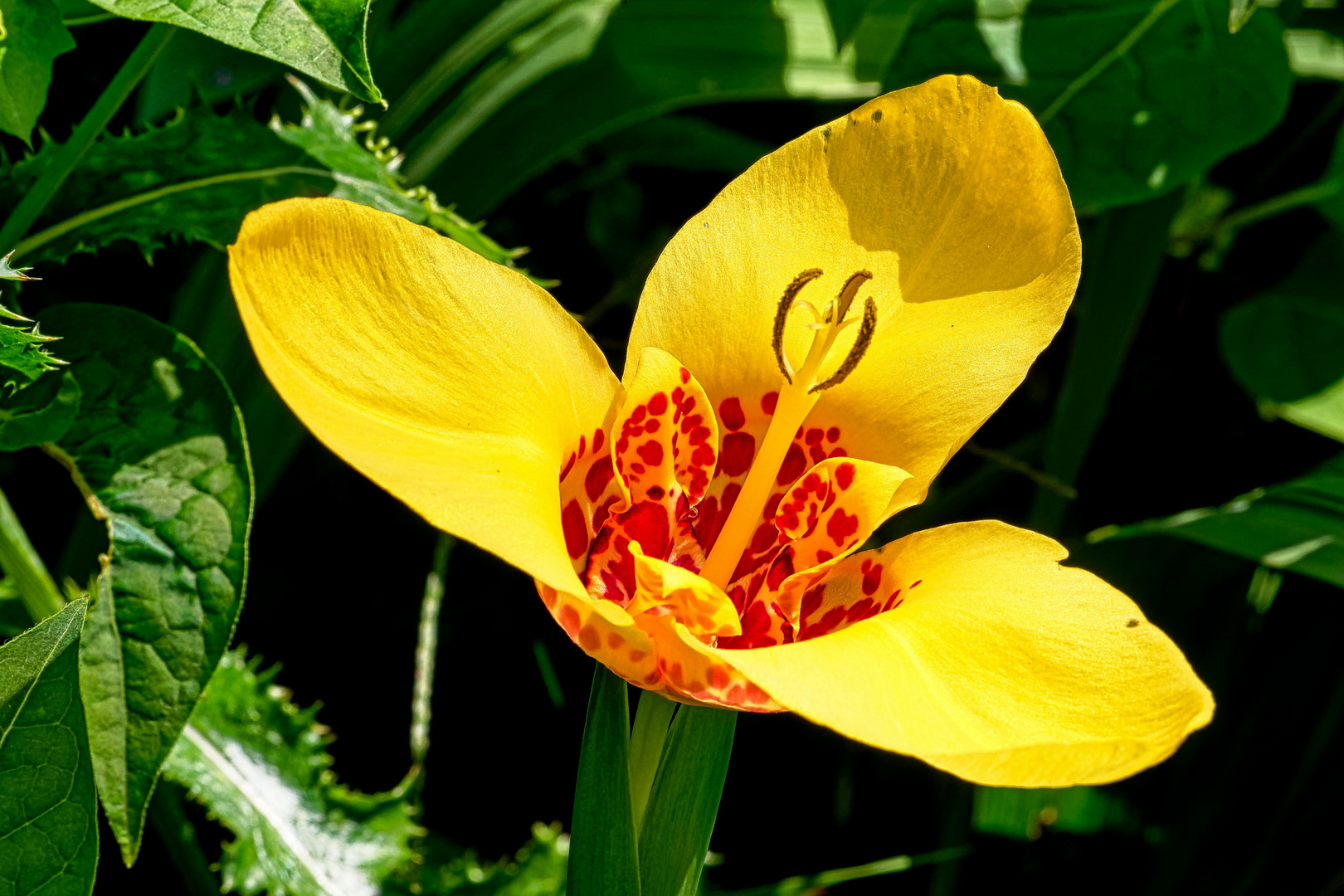 Tigerlilie Tigerblume Foto & Bild | pflanzen, pilze & flechten, blüten ...