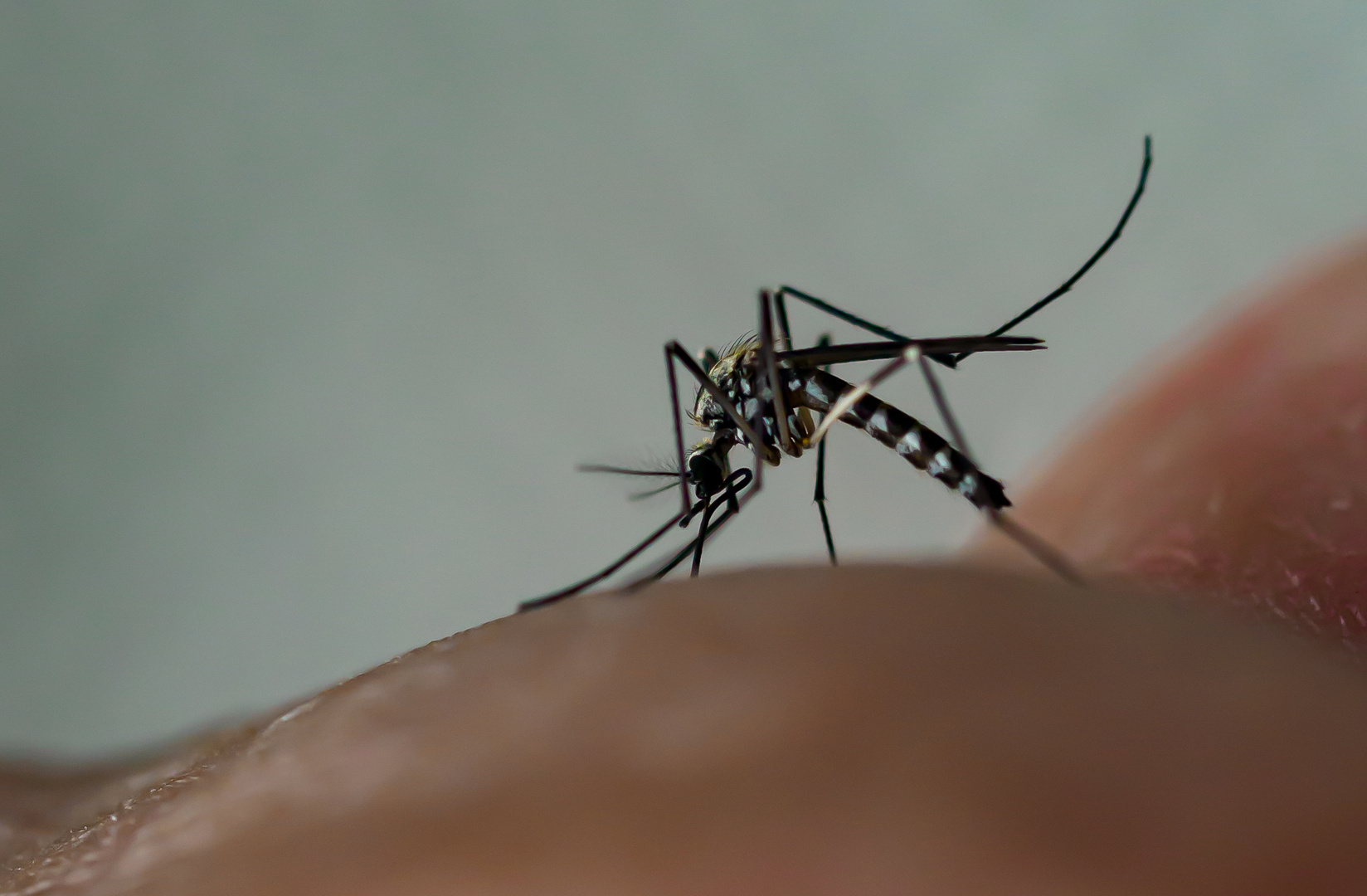 Tigermücke Foto & Bild | natur, insekten, wildlife Bilder auf fotocommunity