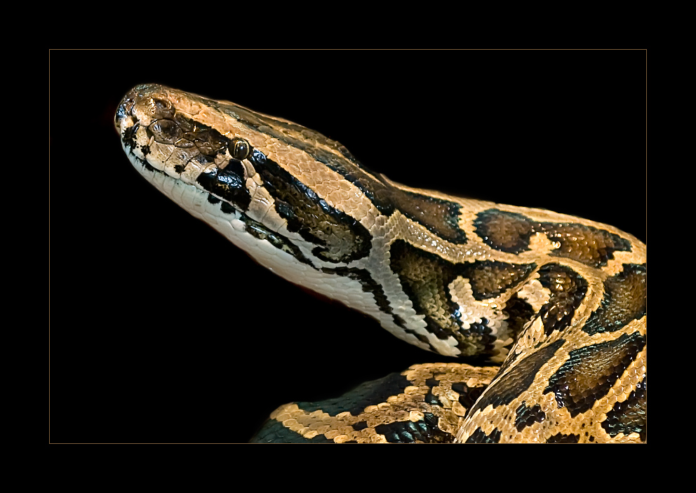Tigerpython Foto & Bild | tiere, zoo, wildpark & falknerei, amphibien ...