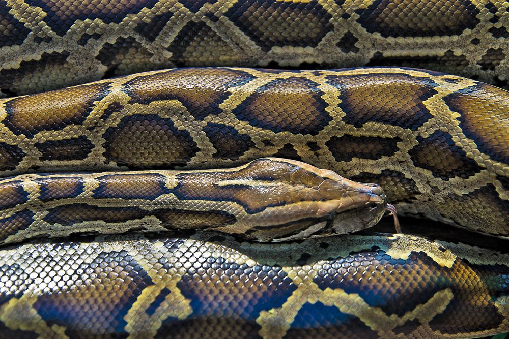 Tigerpython Foto & Bild | natur, tiere, wildlife Bilder auf fotocommunity