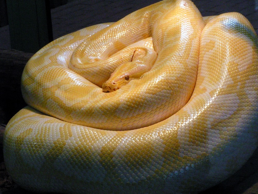 Tigerpython* Foto & Bild | tiere, wildlife, amphibien & reptilien ...