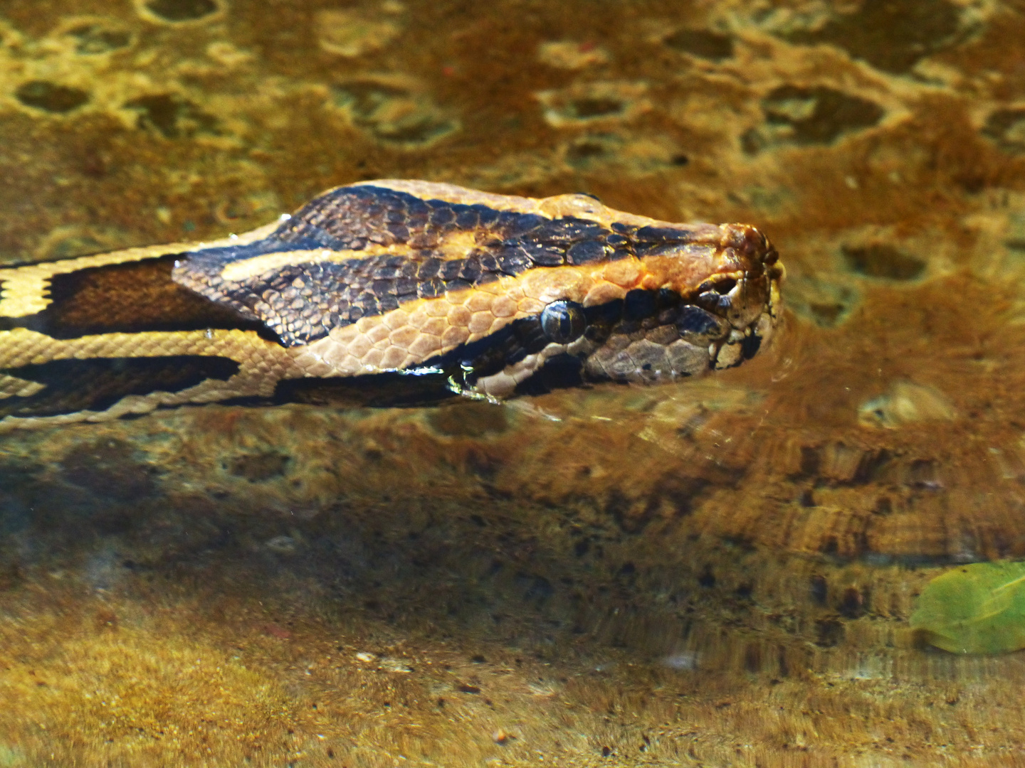 Tigerpython Foto & Bild | tiere, zoo, wildpark & falknerei, amphibien ...