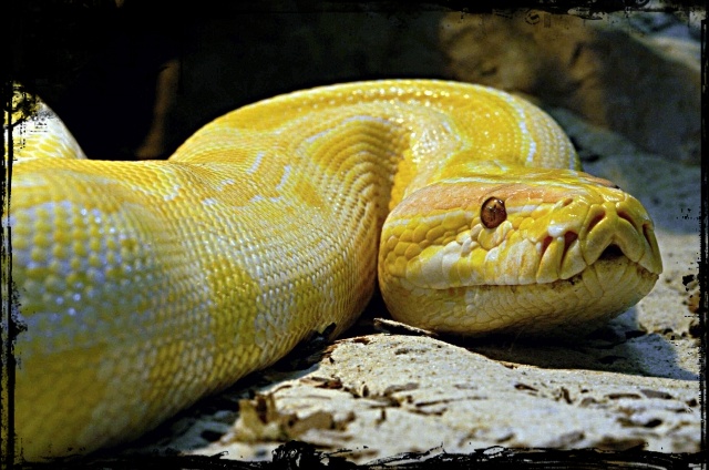 Tigerpython Albino Foto & Bild | tiere, wildlife, amphibien & reptilien Bilder auf fotocommunity