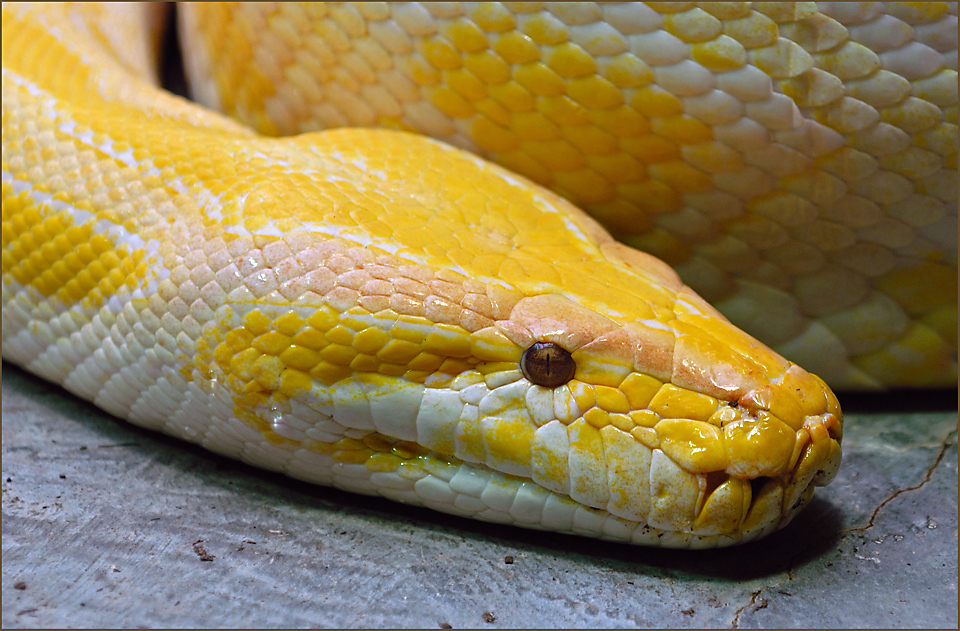 Tigerpython Foto & Bild | tiere, zoo, wildpark & falknerei, amphibien ...