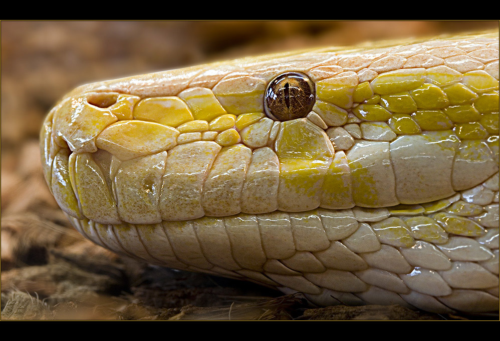 Tigerpython in albinotischer Form -Python molurus bivittatus- Foto ...