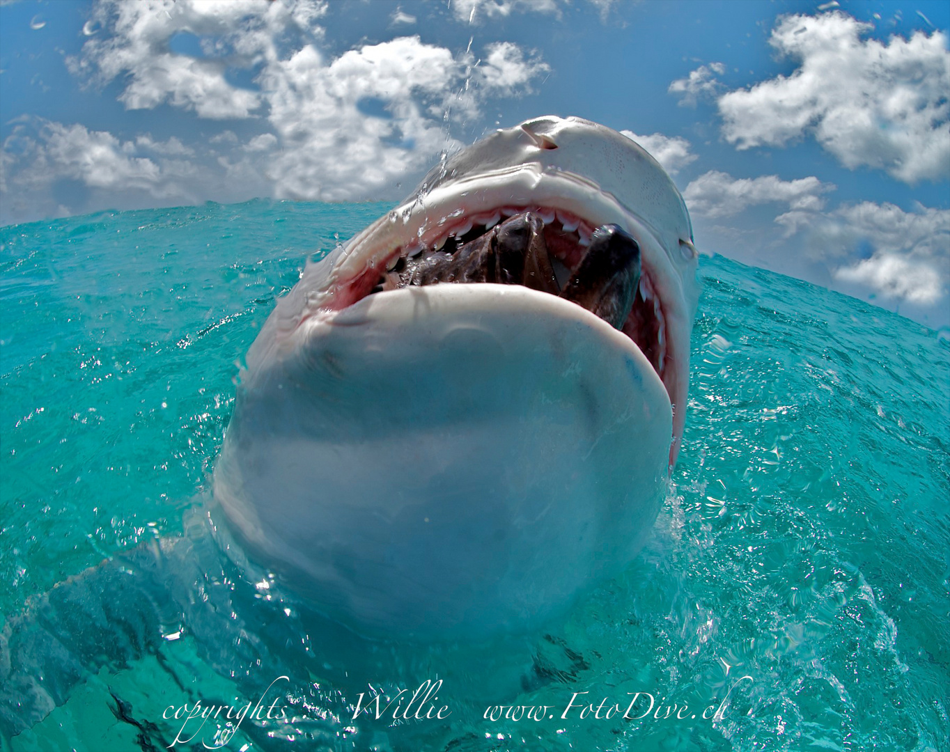 Tigershark / Tigerhai Foto & Bild | tiere, wildlife, fische Bilder auf ...