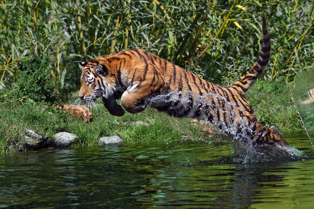 Tigersprung Foto & Bild | tiere, zoo, wildpark & falknerei, säugetiere ...