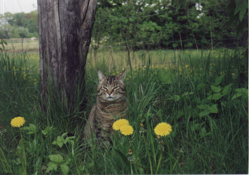 Tigerzahn Foto & Bild | tiere, haustiere, katzen Bilder auf fotocommunity
