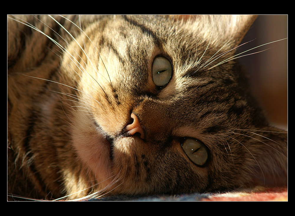Tigger Foto & Bild | animals, cats, pets & farm animals Bilder auf ...