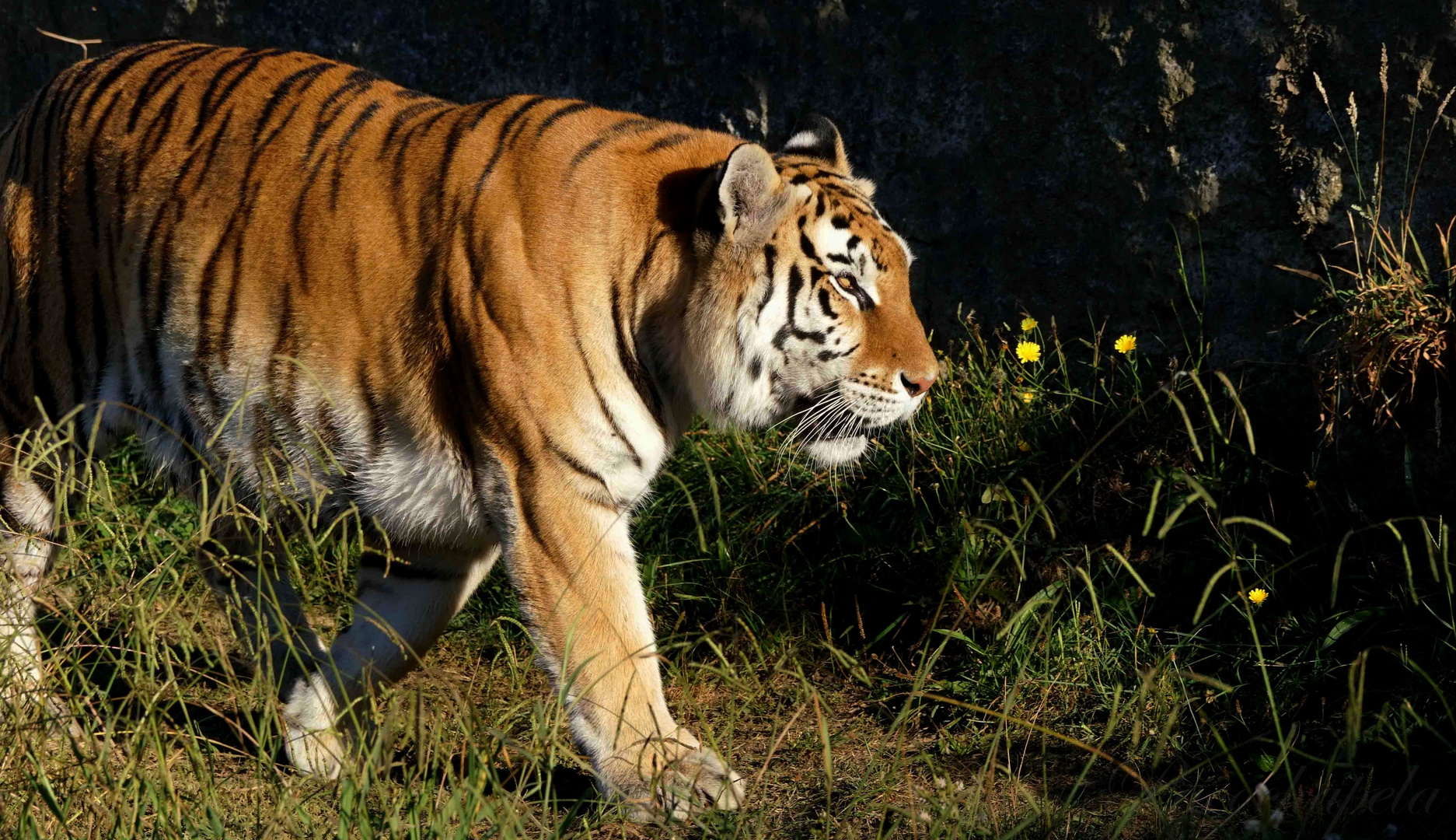 Tigre Imagen & Foto | animales, animales en cautividad, animales varios ...