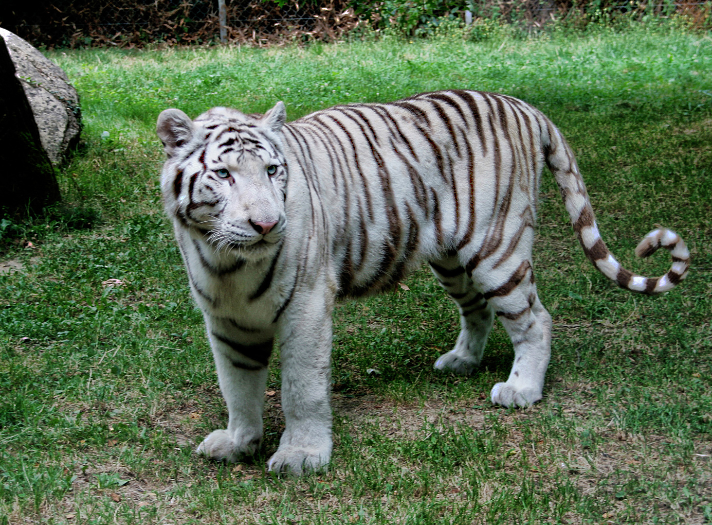 Tigre blanc photo et image | nature, animaux, zoo Images fotocommunity