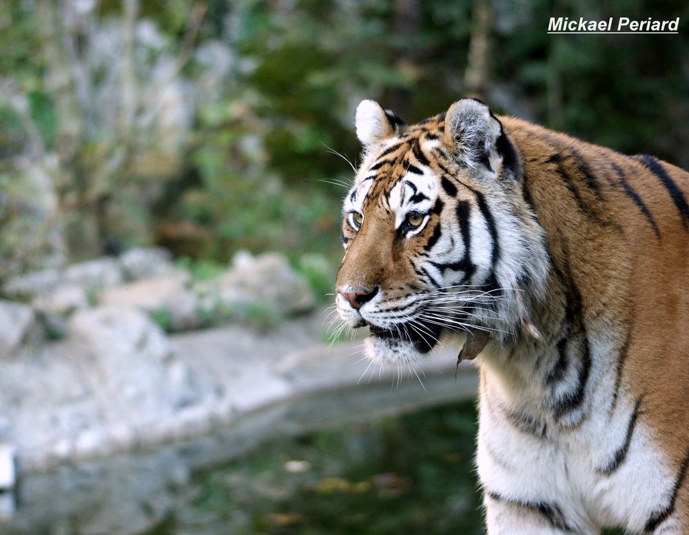 Tigre de Siberie photo et image | animaux, animaux sauvages, nature ...