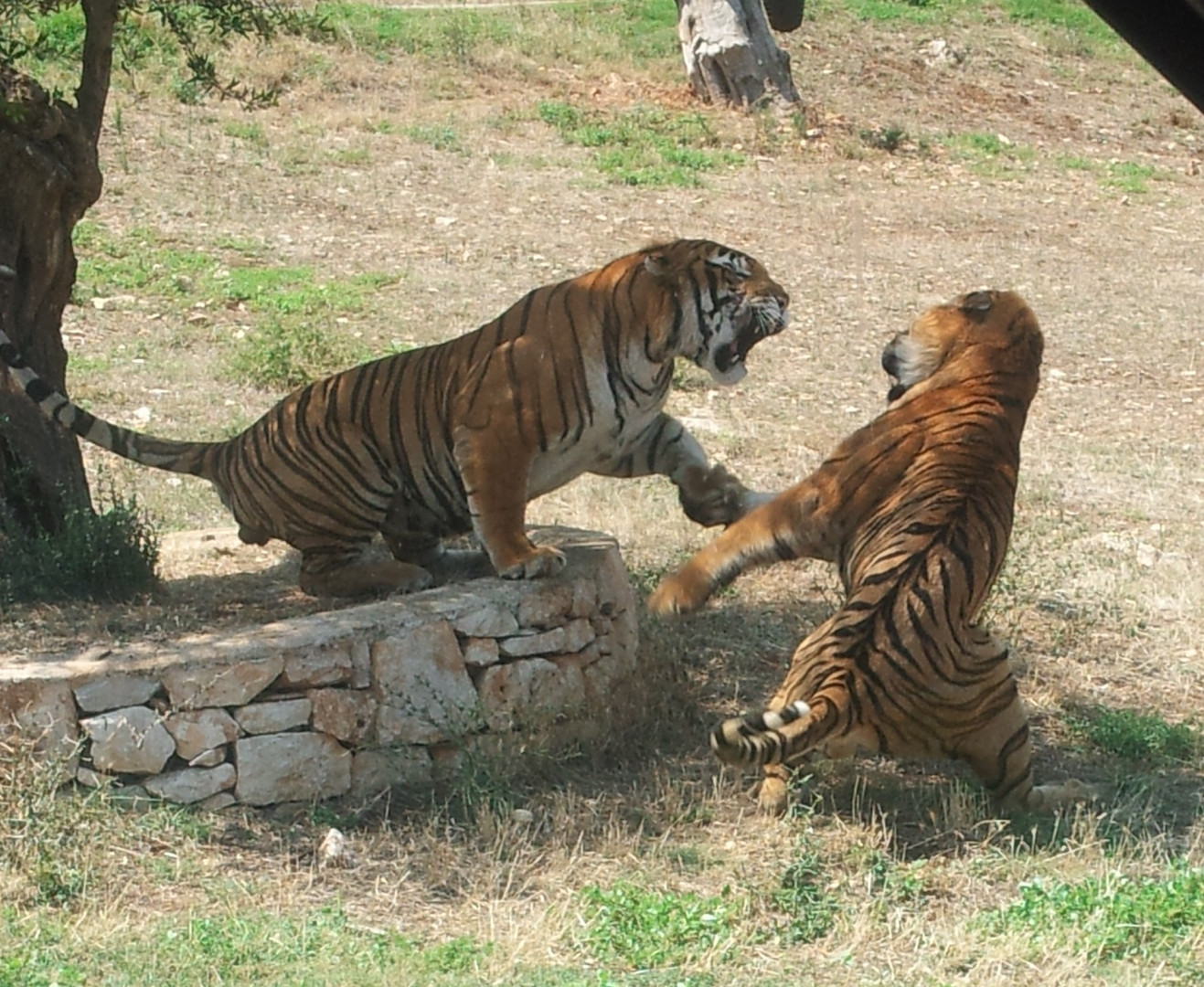 Tigri Foto % Immagini| animali, zoo e allevamenti, natura Foto su ...