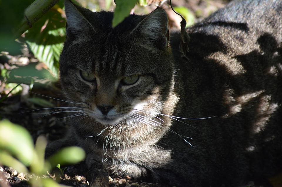 Tigron photo et image | animaux, animaux domestiques, chats Images ...