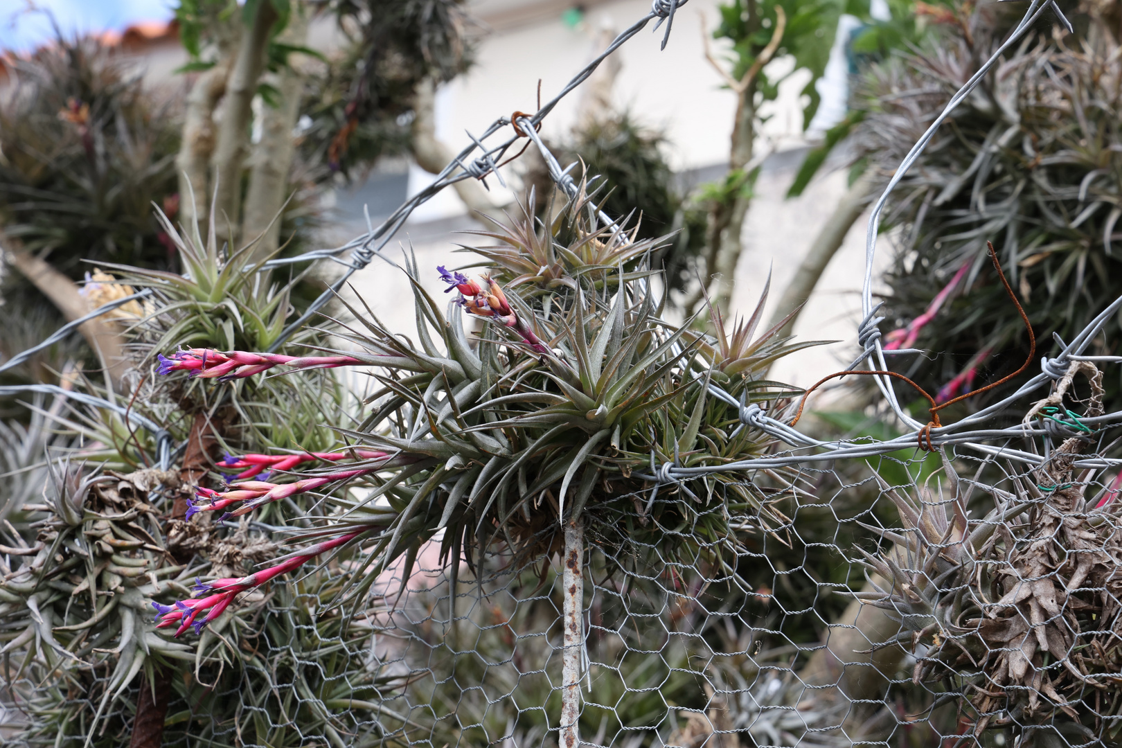 Tillandsia Aeranthos (Luftpflanze) Foto & Bild | europe, portugal ...