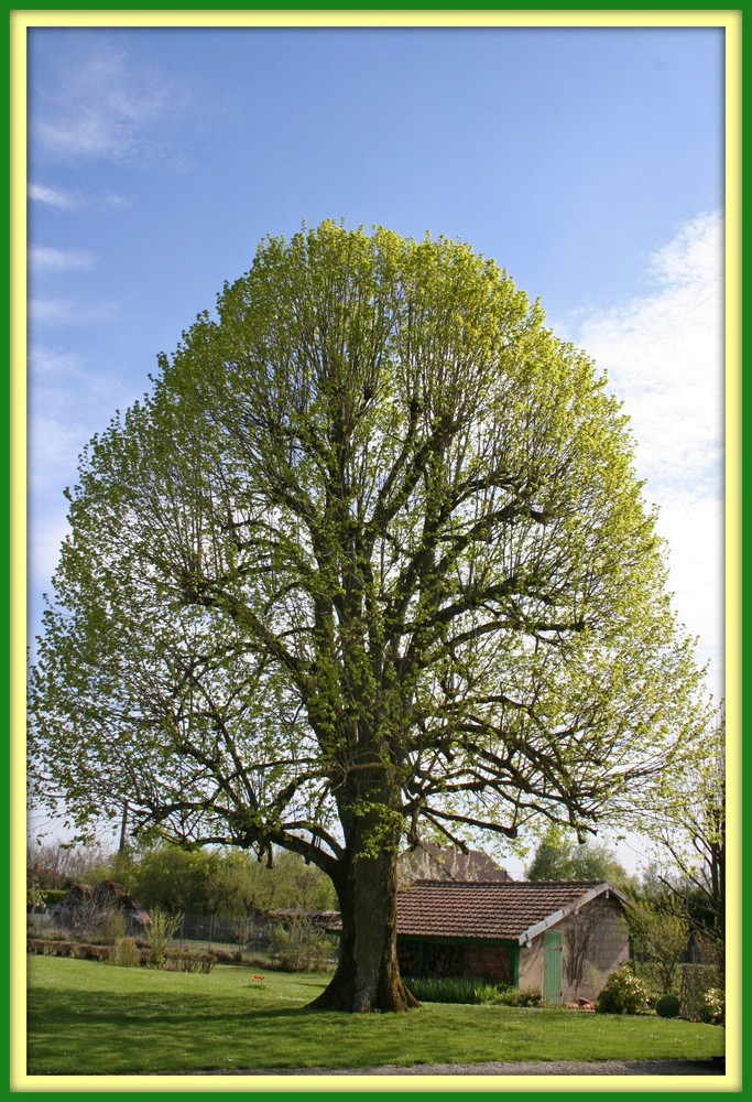 tilleul photo et image | les saisons, printemps, nature Images ...