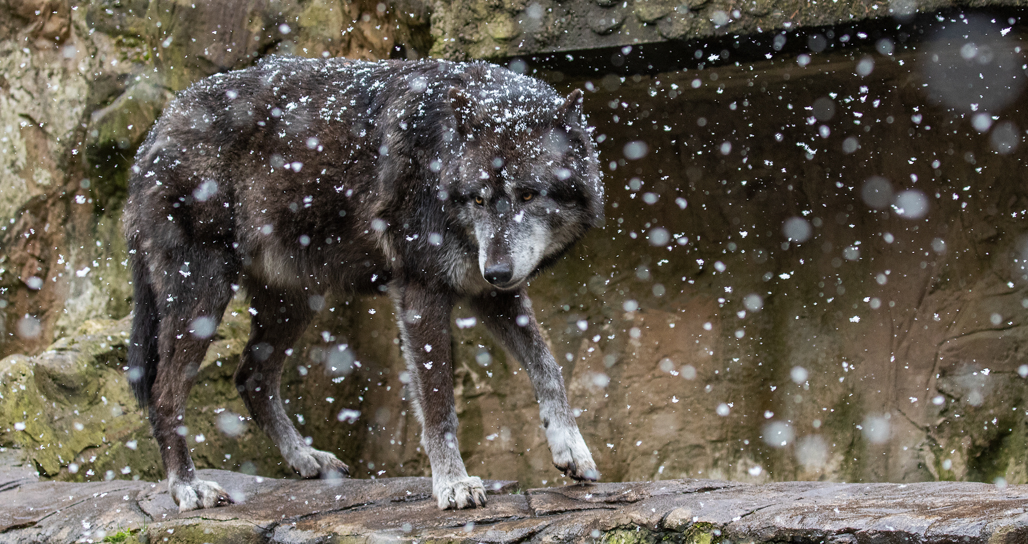 Timberwolf 001 Foto & Bild | deutschland, europe, niedersachsen Bilder ...