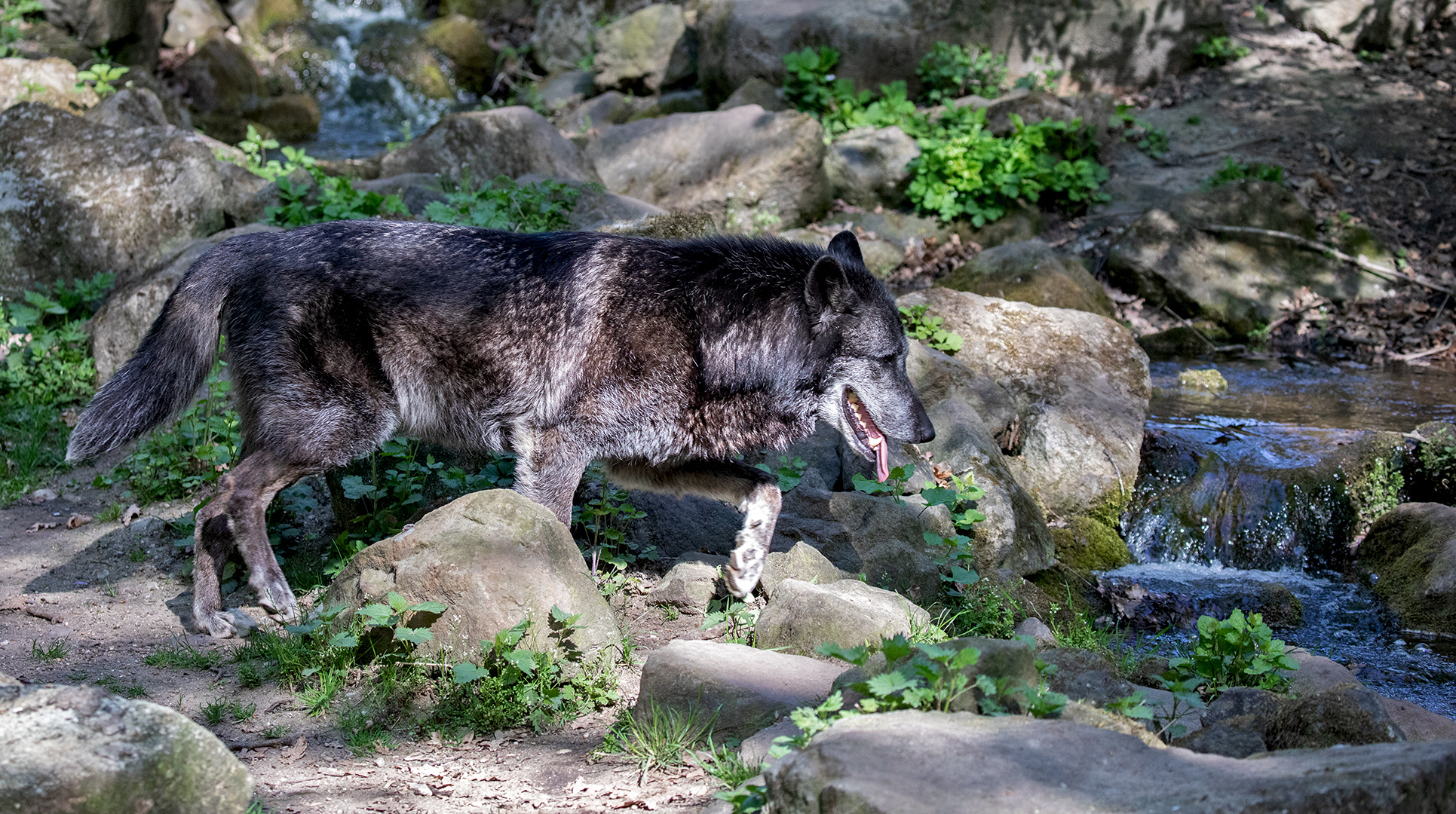 Timberwolf 002 Foto & Bild | deutschland, europe, nordrhein- westfalen ...