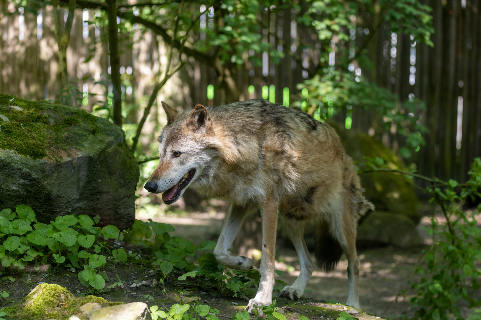 Timberwolf Foto & Bild | tiere, zoo, wildpark & falknerei, säugetiere ...