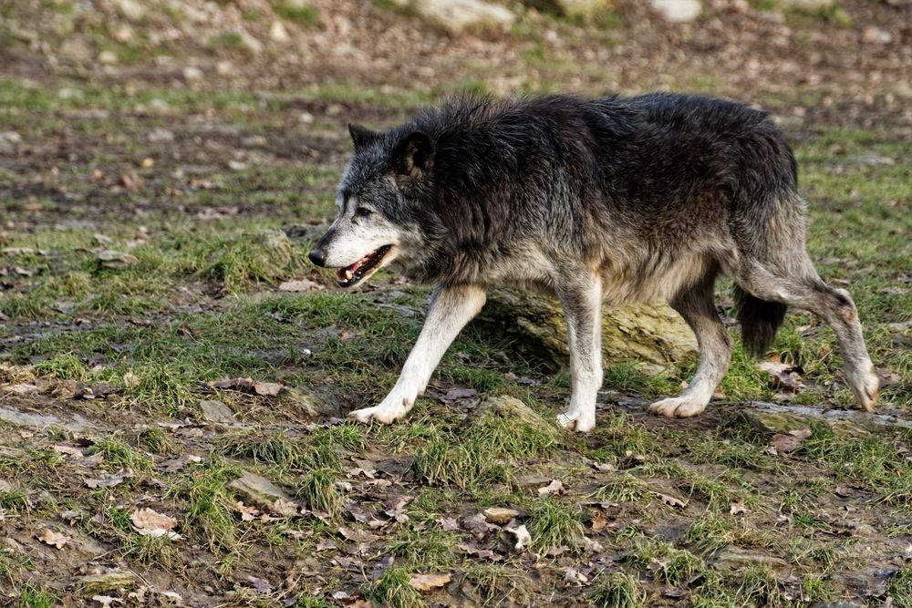 Timberwolf Foto & Bild | tiere, zoo, wildpark & falknerei, säugetiere ...