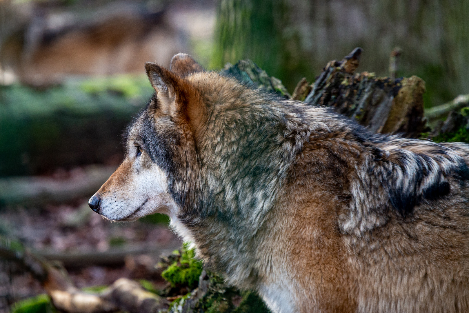 Timberwolf Foto & Bild | fotos, nikon, natur Bilder auf fotocommunity