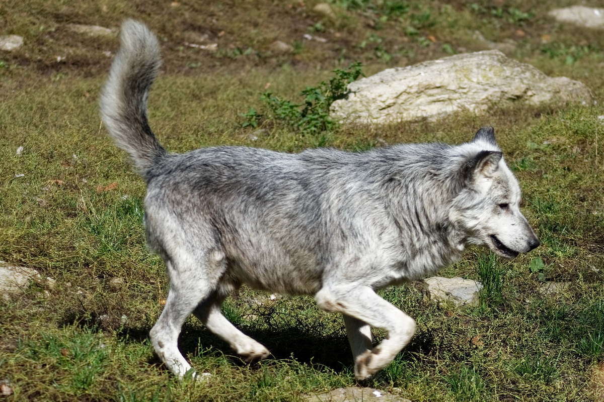 Timberwolf Foto & Bild | tiere, zoo, wildpark & falknerei, säugetiere ...