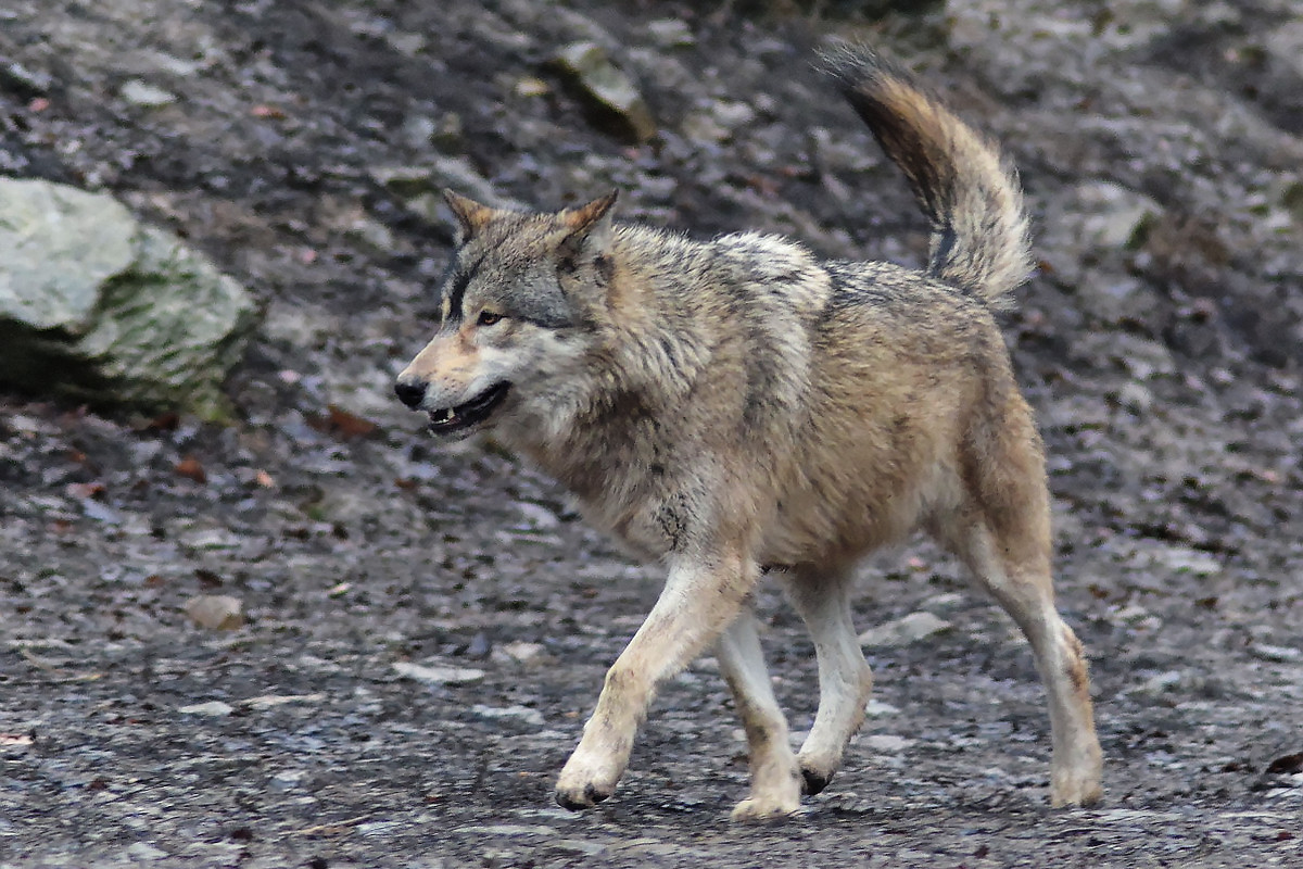 Timberwolf Foto & Bild | tiere, zoo, wildpark & falknerei, säugetiere ...
