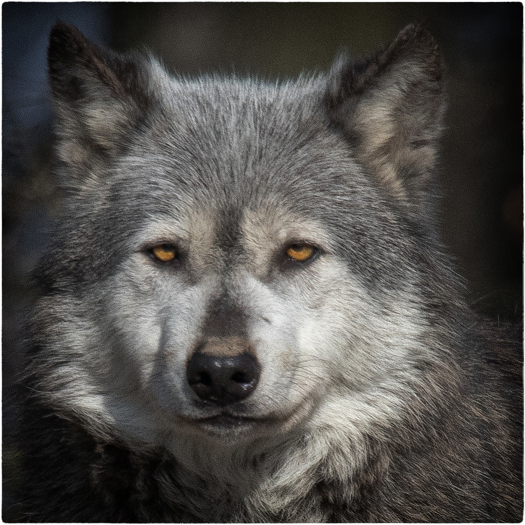 Timberwolf 2 Foto & Bild | tiere, zoo, wildpark & falknerei, säugetiere ...