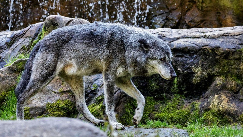 Timberwolf Foto & Bild | deutschland, europe, niedersachsen Bilder auf ...