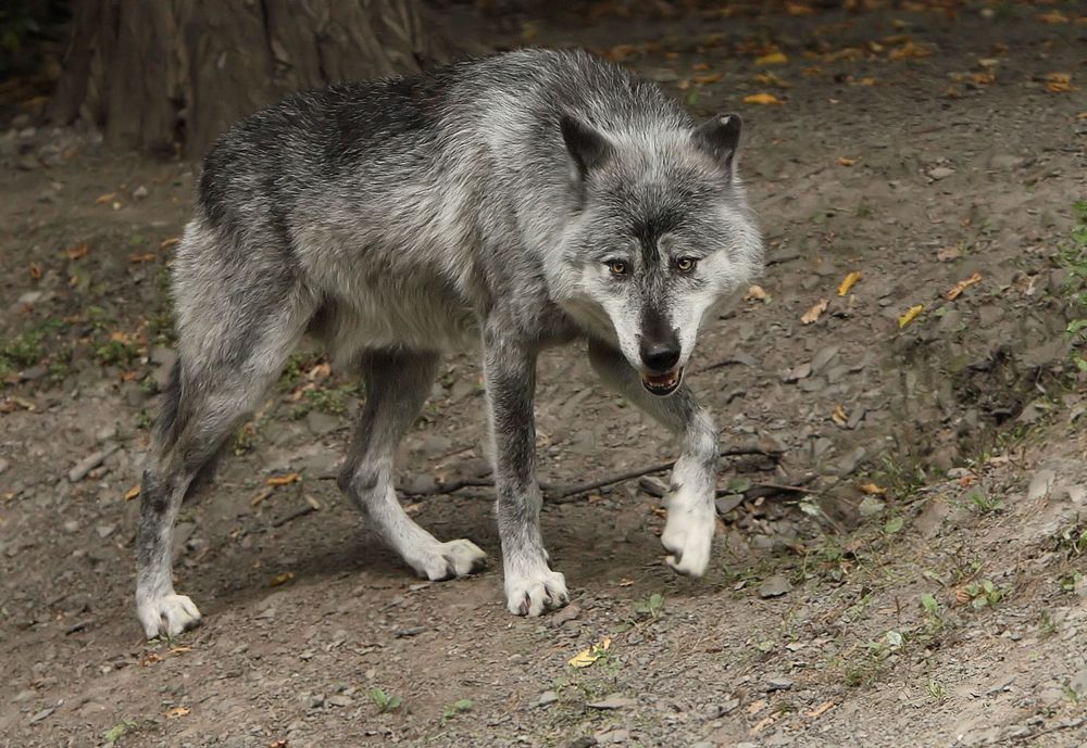 Timberwolf Foto & Bild | tiere, zoo, wildpark & falknerei, säugetiere ...