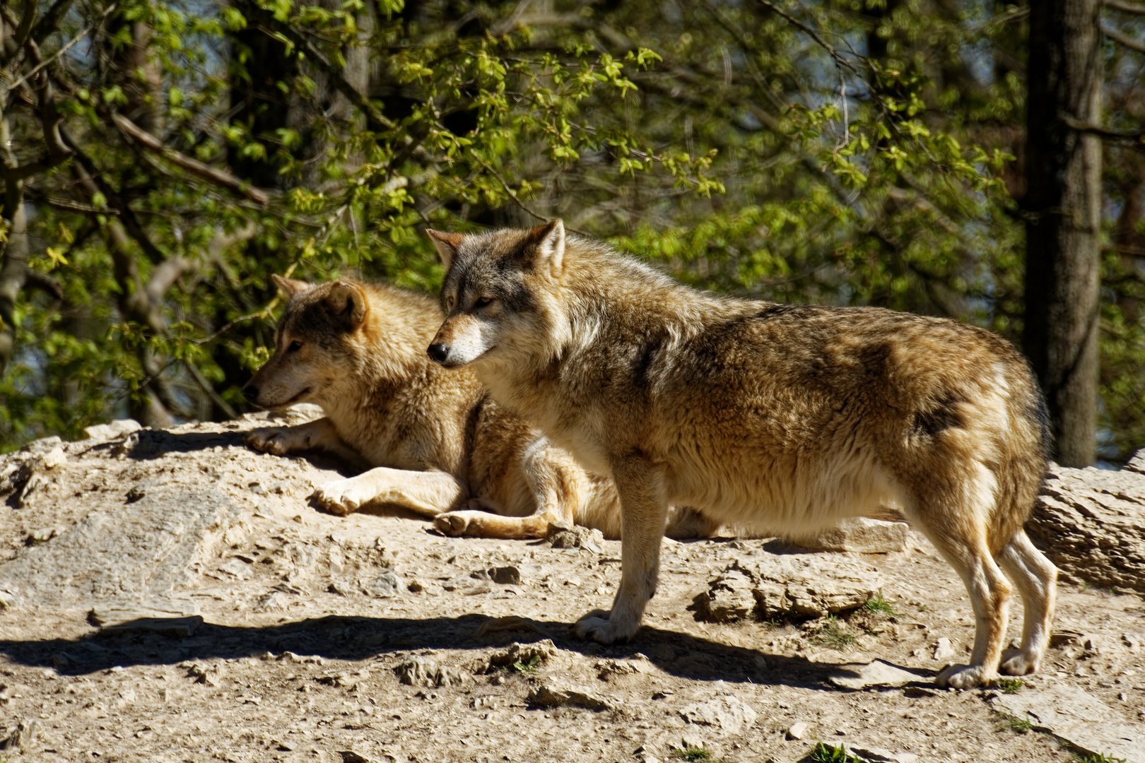 Timberwolf Foto & Bild | tiere, zoo, wildpark & falknerei, säugetiere ...