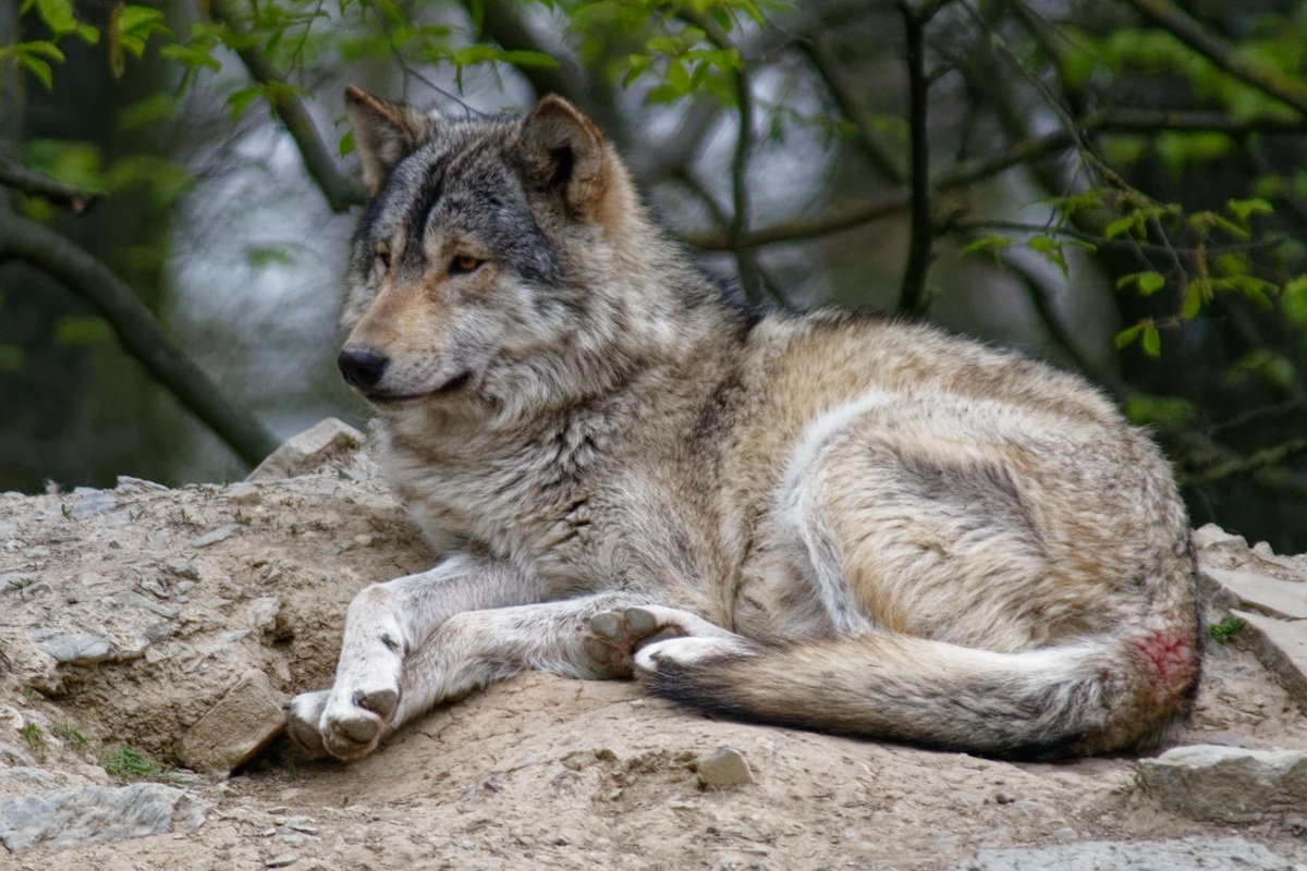 Timberwolf Foto & Bild | tiere, zoo, wildpark & falknerei, säugetiere ...