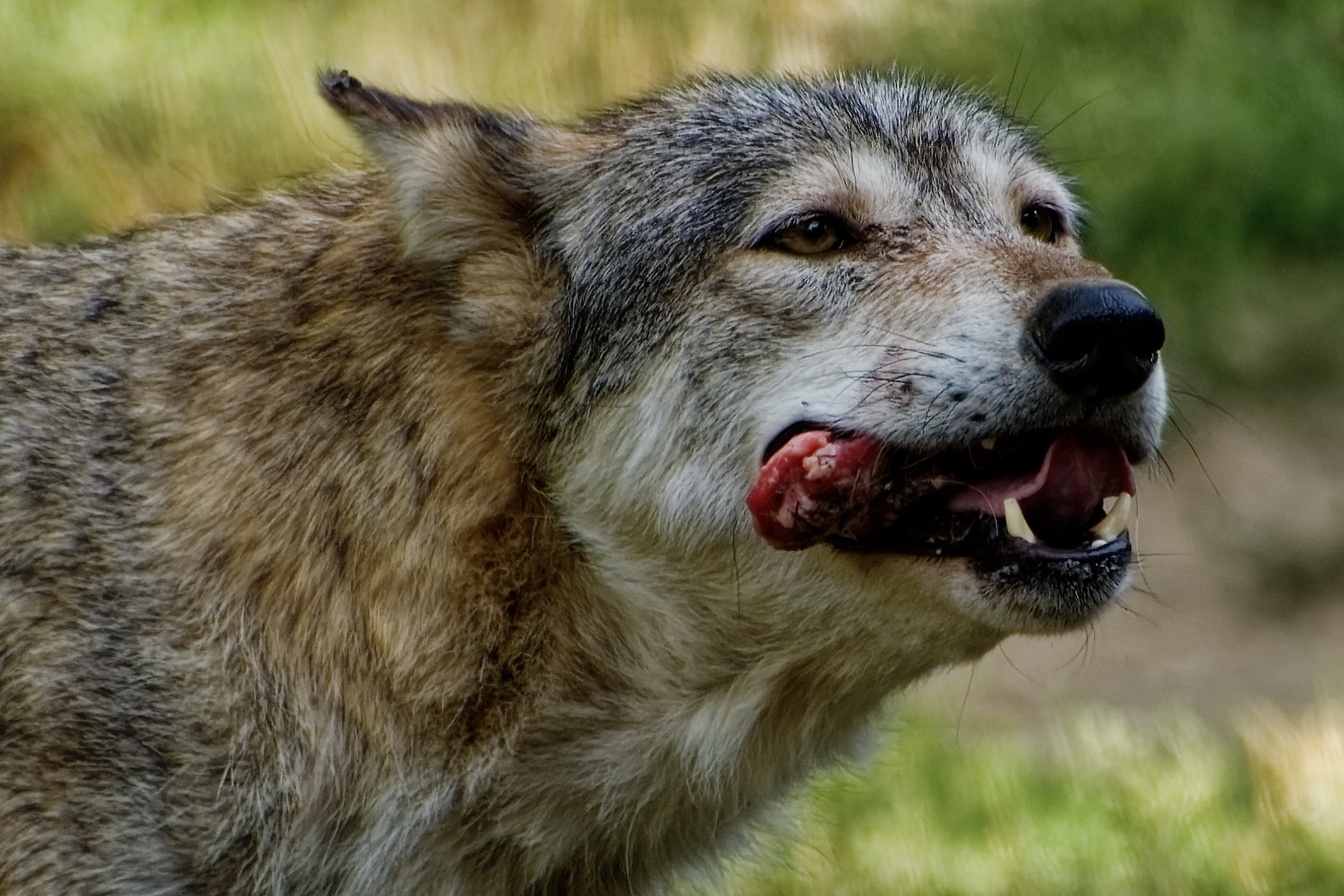 Timberwolf Foto & Bild | tiere, zoo, wildpark & falknerei, säugetiere ...