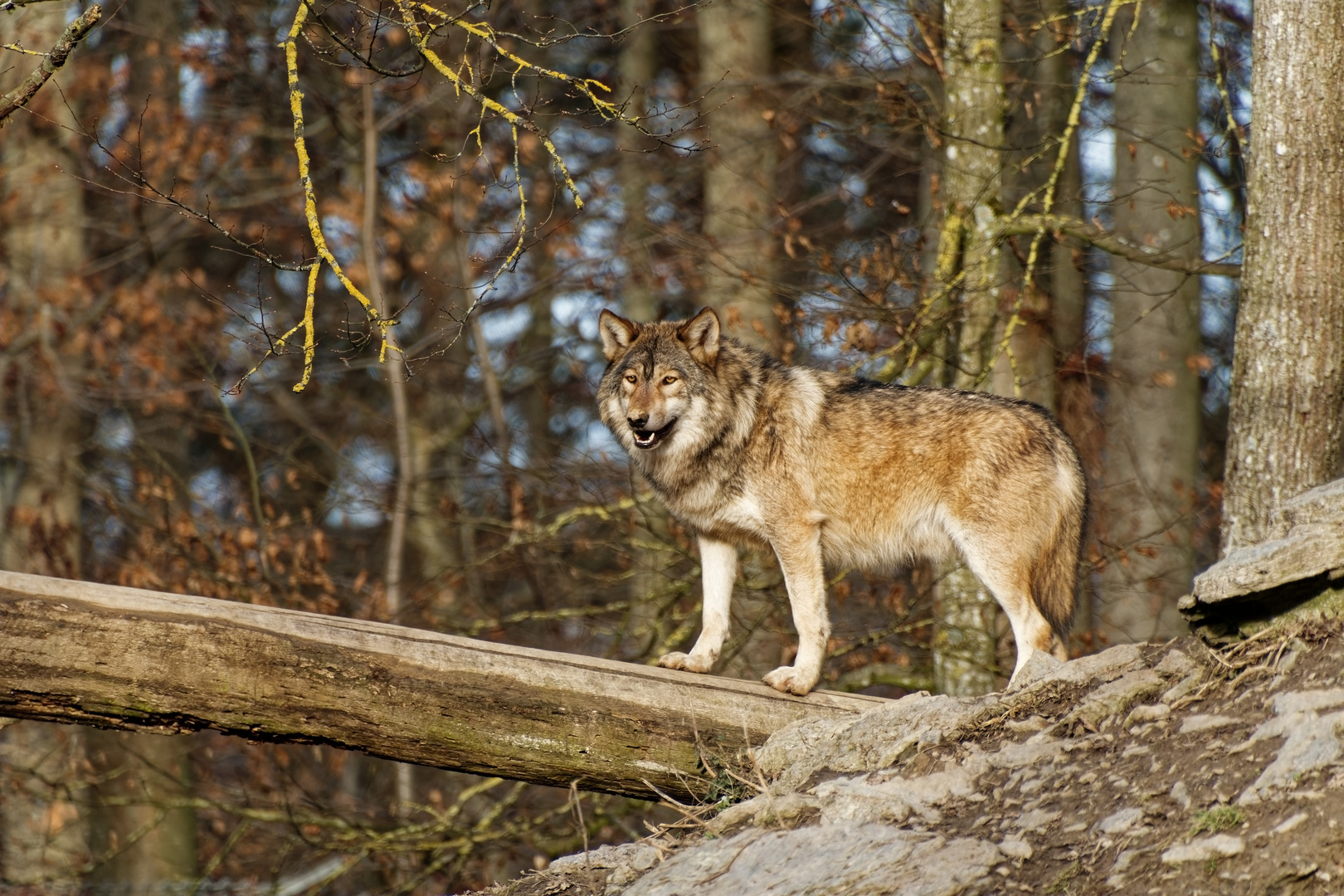 Timberwolf Foto & Bild | tiere, zoo, wildpark & falknerei, säugetiere ...