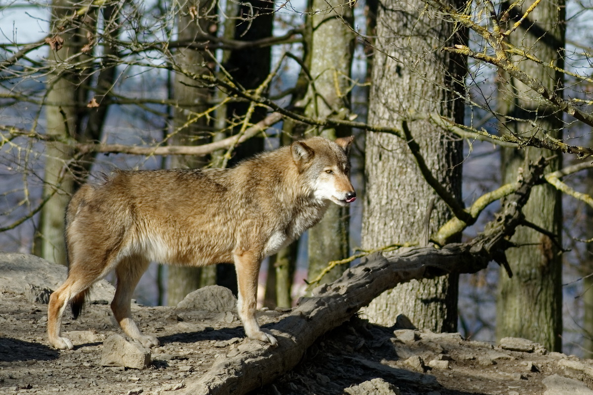 Timberwolf Foto & Bild | tiere, zoo, wildpark & falknerei, säugetiere ...