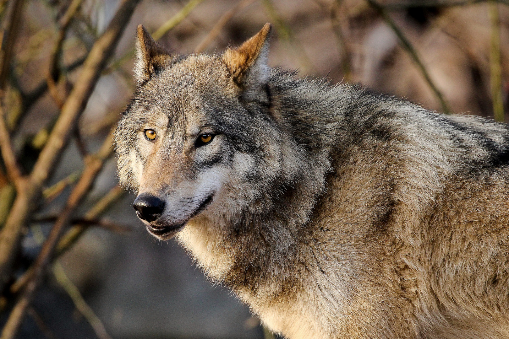 Timberwolf Foto & Bild | deutschland, europe, niedersachsen Bilder auf ...