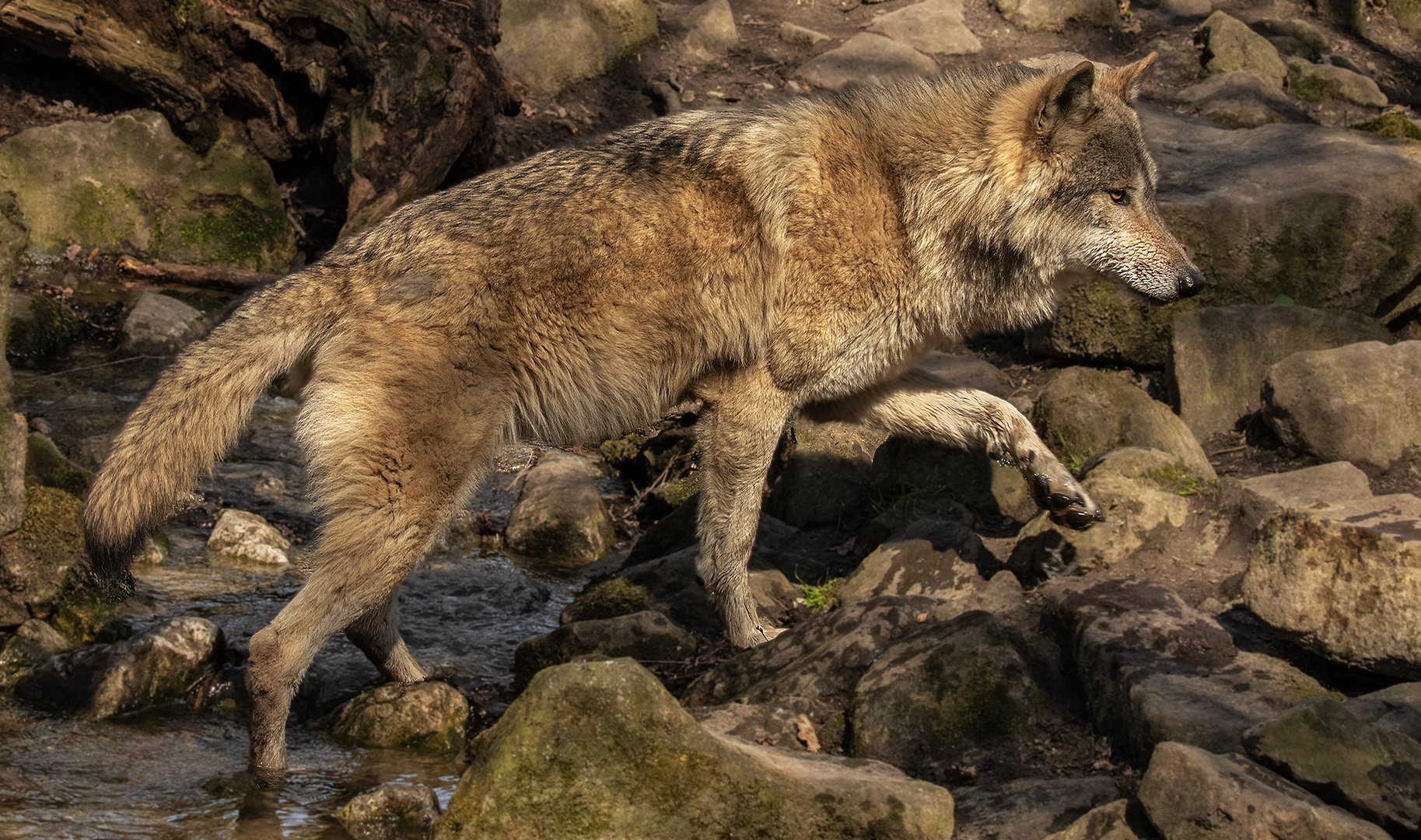 Timberwolf Foto & Bild | tiere, zoo, wildpark & falknerei, säugetiere ...