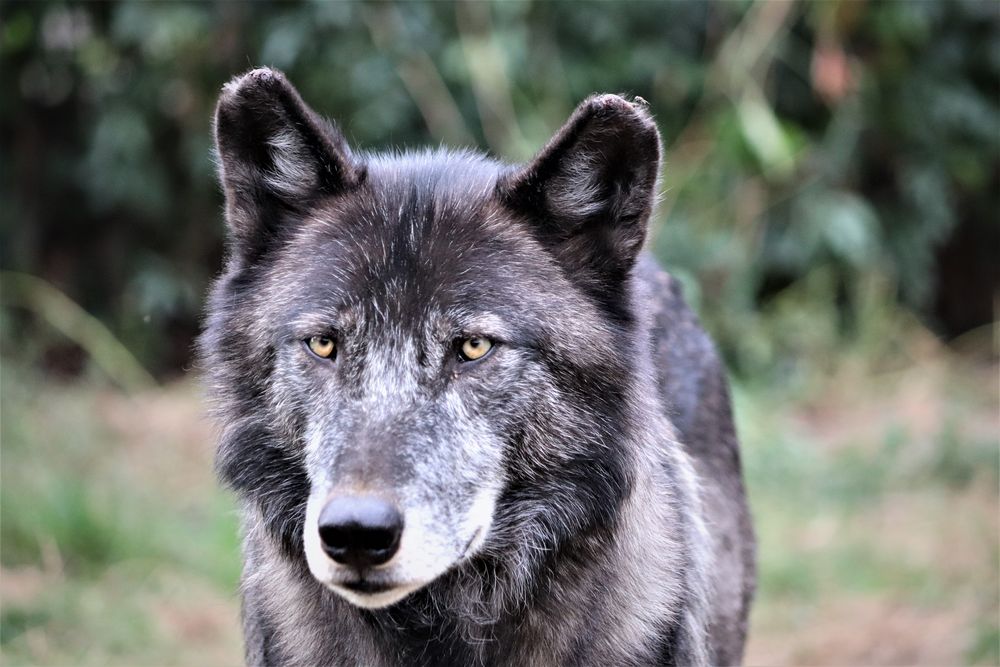 Timberwolf Foto & Bild | fotos, spezial, natur Bilder auf fotocommunity