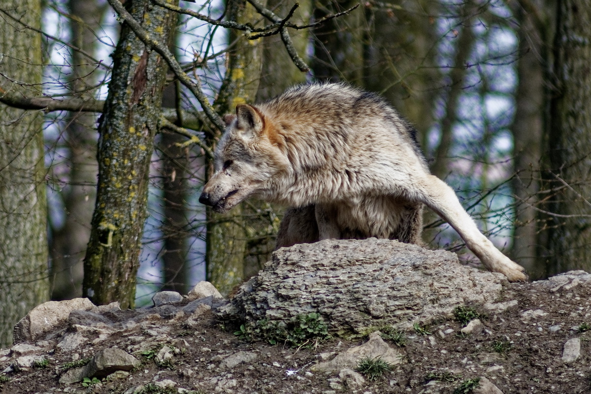 Timberwolf Foto & Bild | tiere, zoo, wildpark & falknerei, säugetiere ...