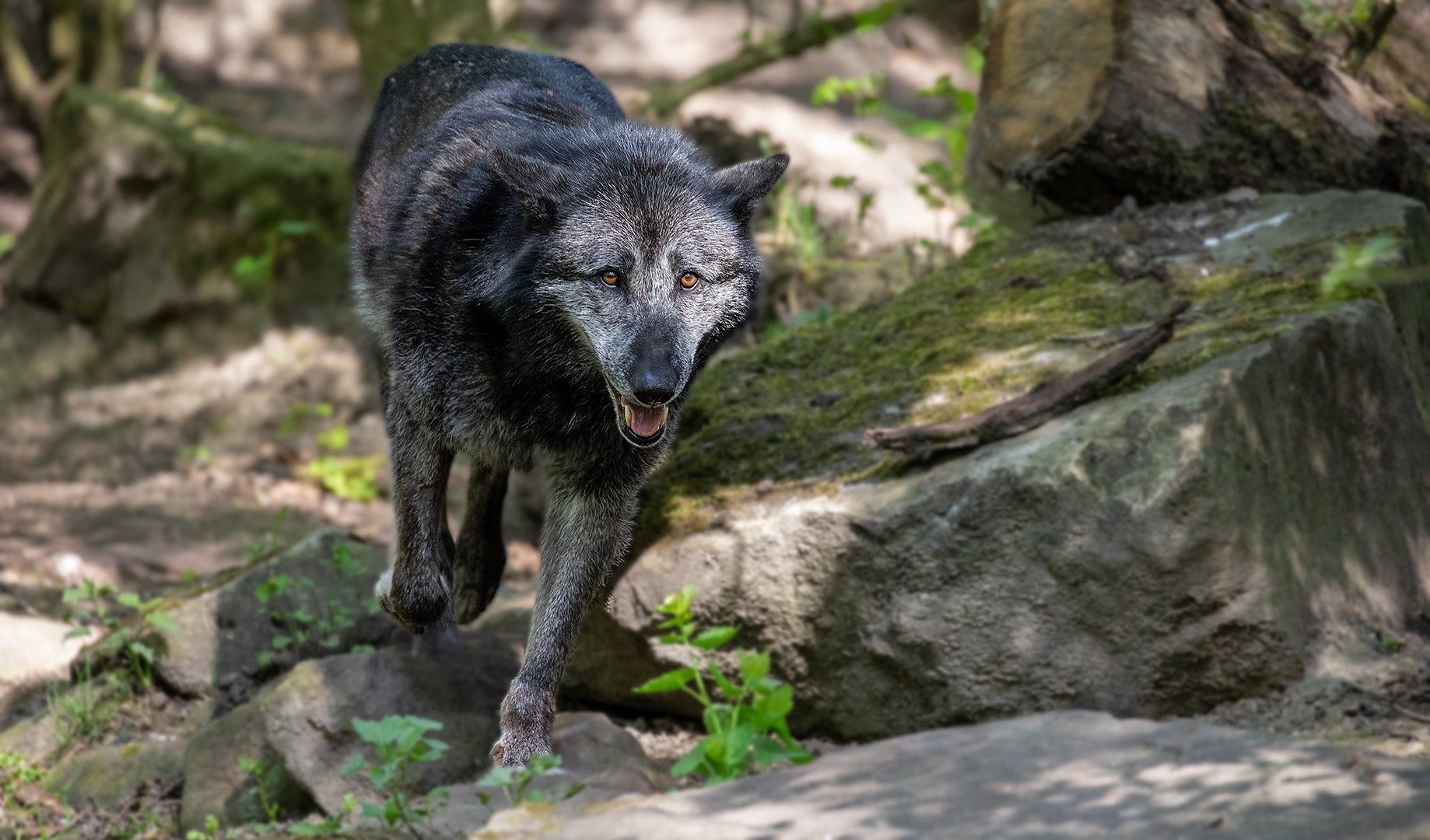 Timberwolf Foto & Bild | tiere, zoo, wildpark & falknerei, säugetiere ...