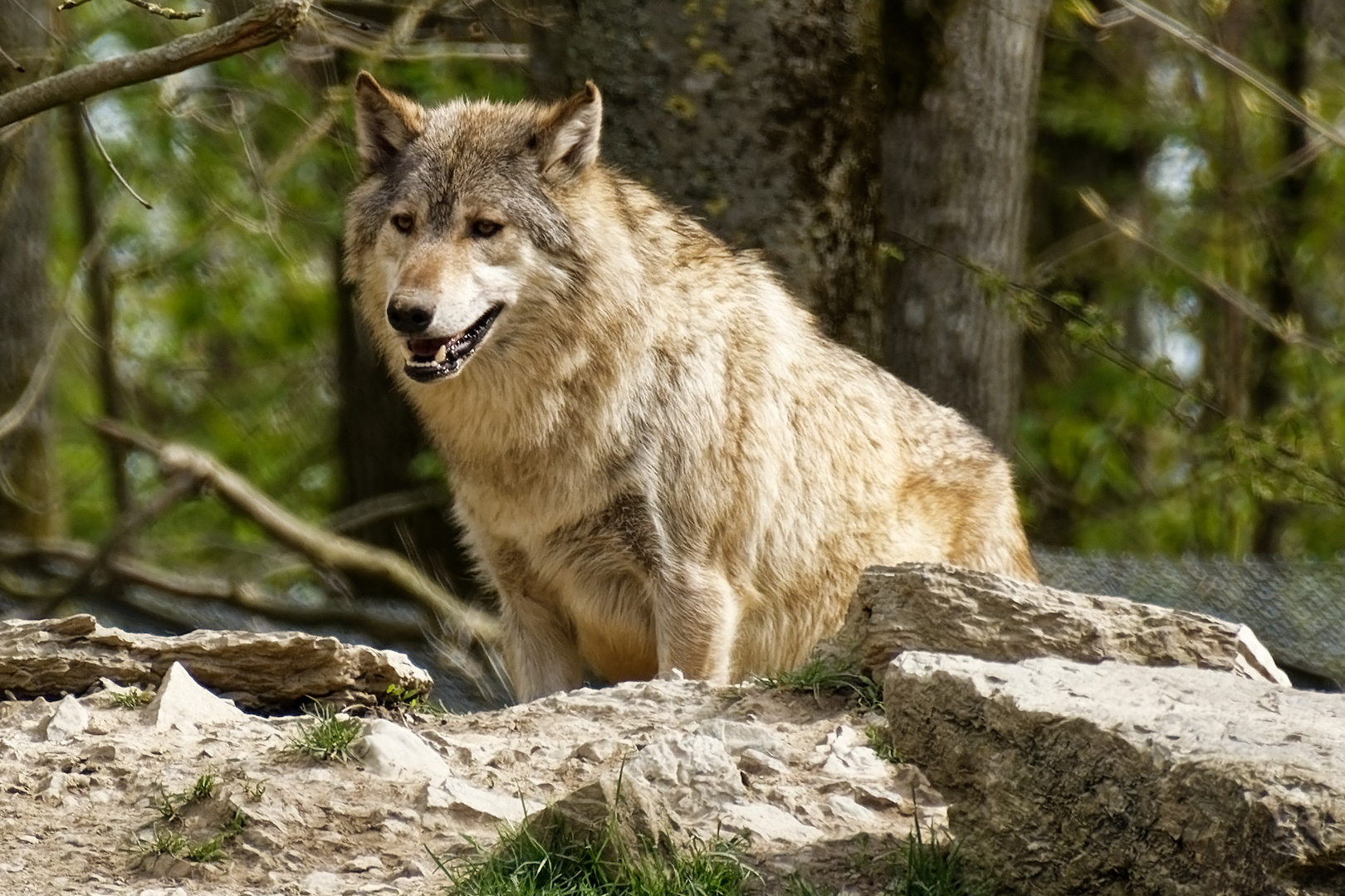 Timberwolf Foto & Bild | tiere, zoo, wildpark & falknerei, säugetiere ...