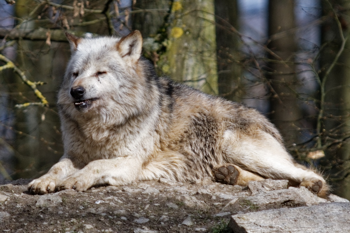 Timberwolf Foto & Bild | tiere, zoo, wildpark & falknerei, säugetiere ...