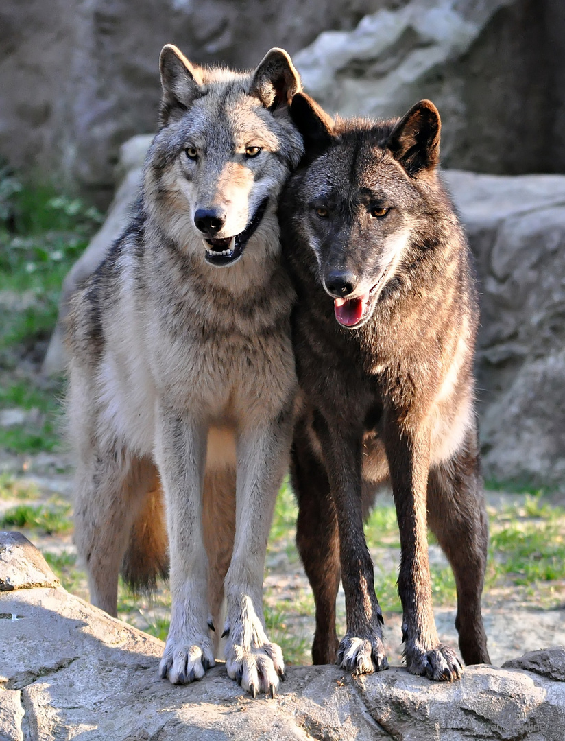 Timberwolf Dream Team !!! Foto & Bild | tiere, zoo, wildpark ...