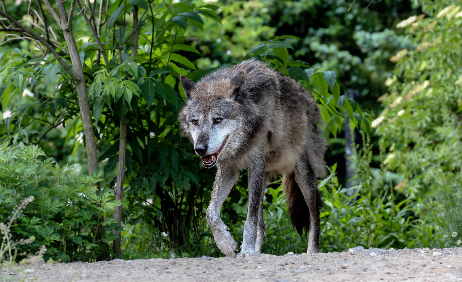 Timberwolf Foto & Bild | natur, landschaft, pflanzen Bilder auf ...